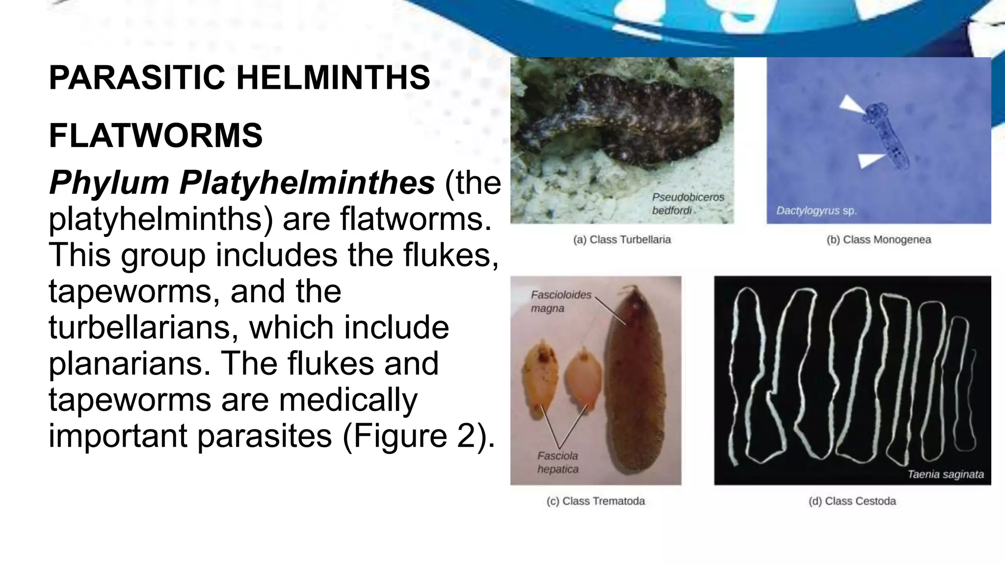 EUKARYOTIC PARASITES.pptx