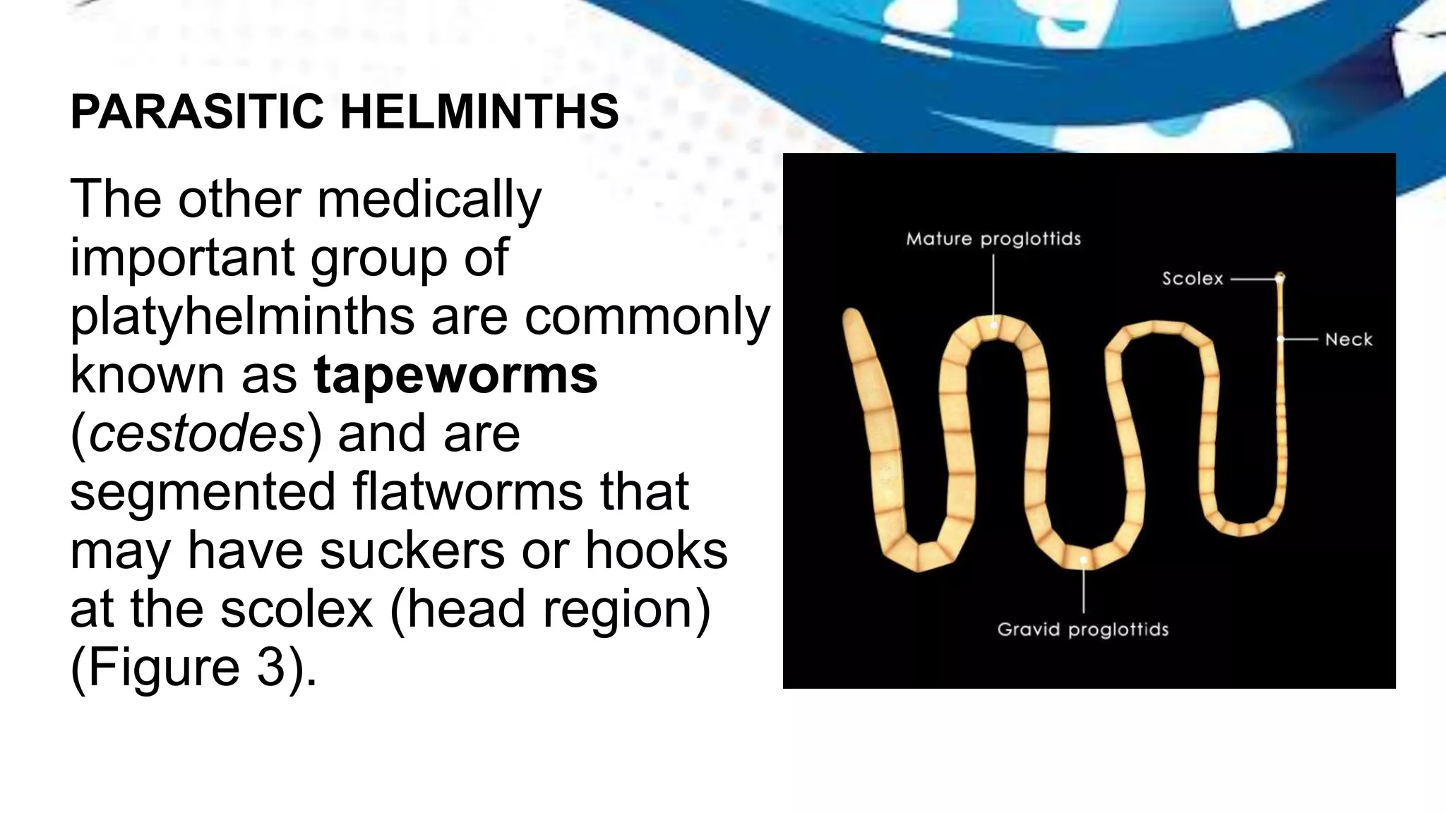 EUKARYOTIC PARASITES.pptx