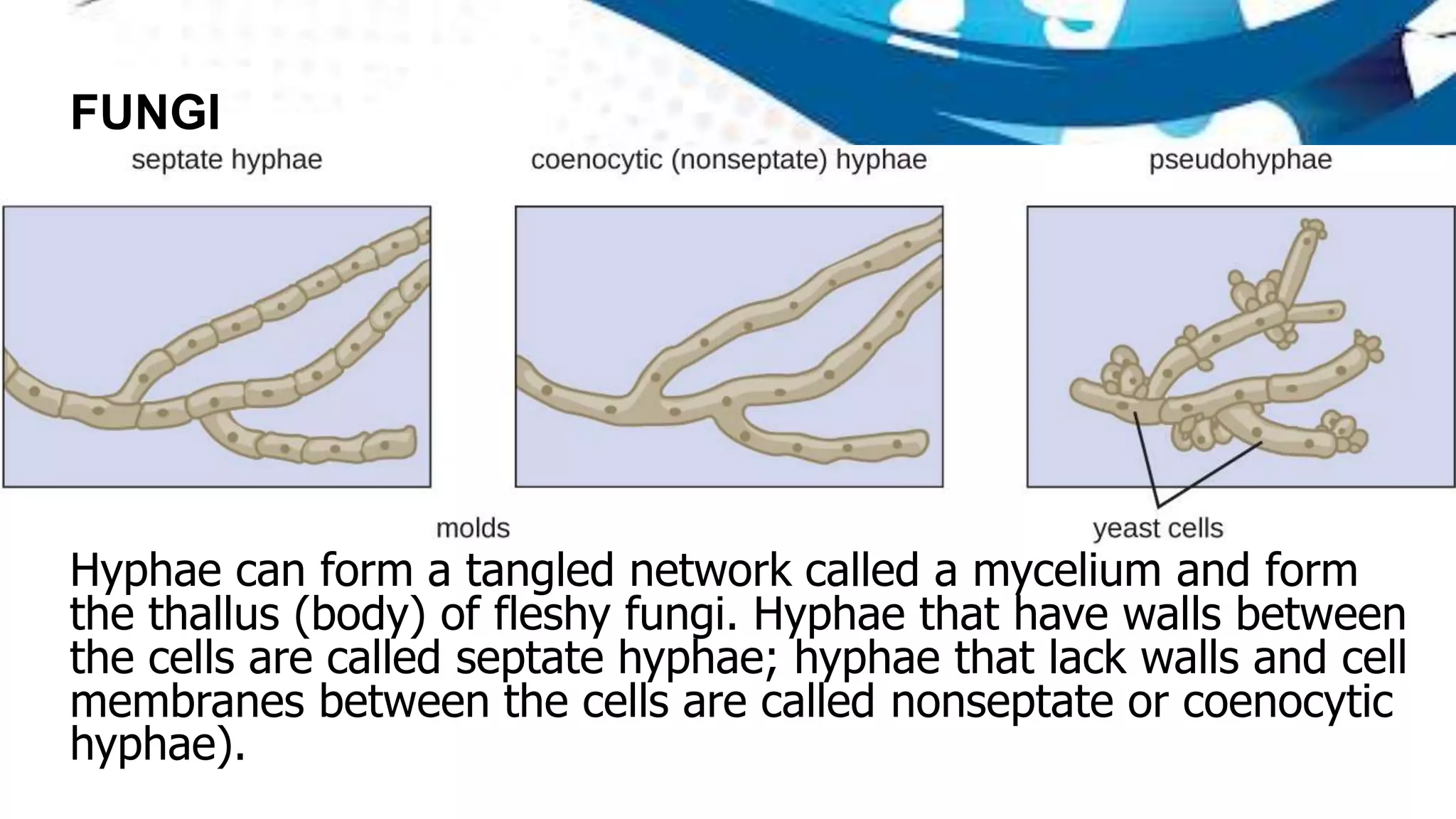 EUKARYOTIC PARASITES.pptx