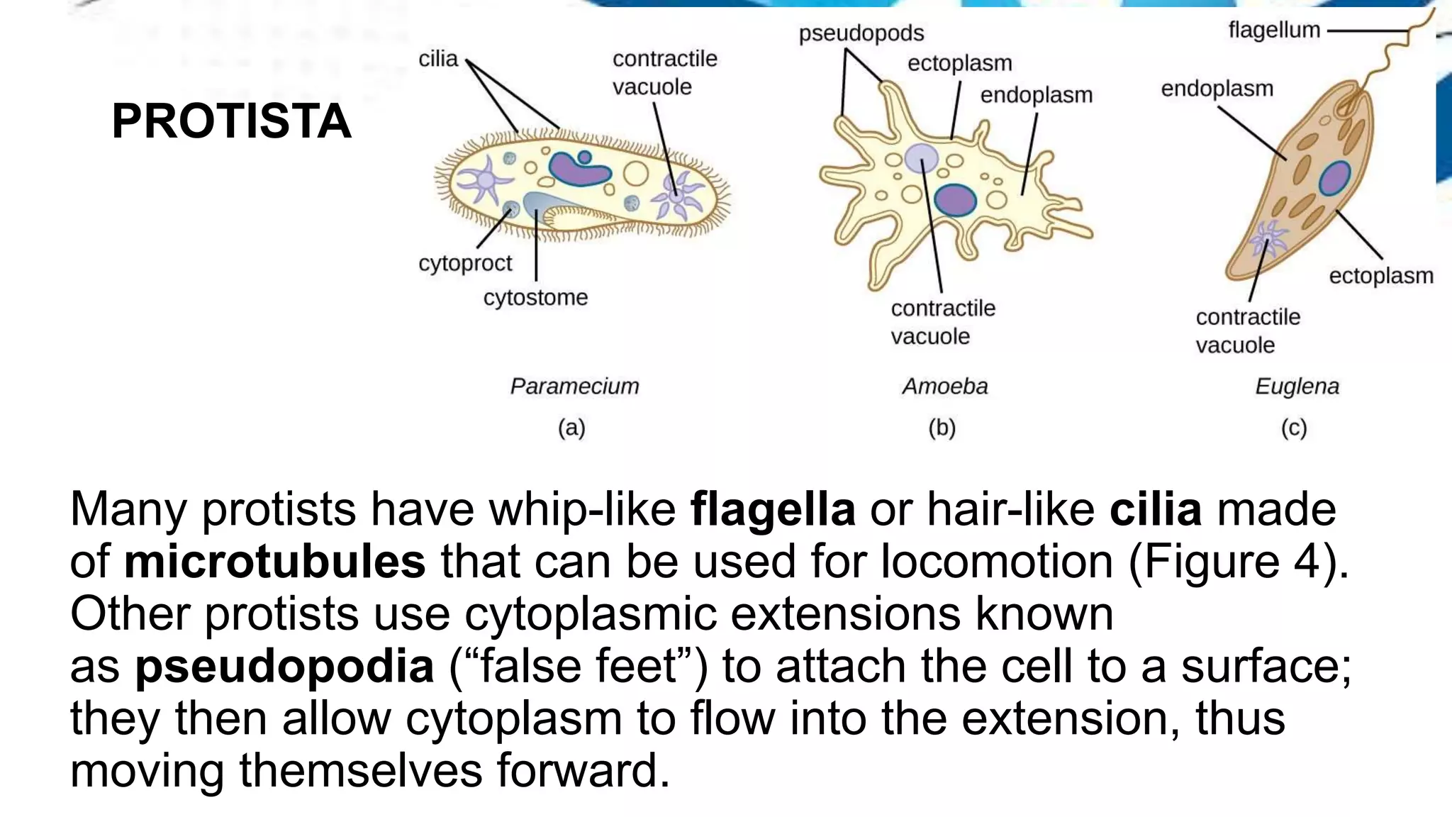 EUKARYOTIC PARASITES.pptx
