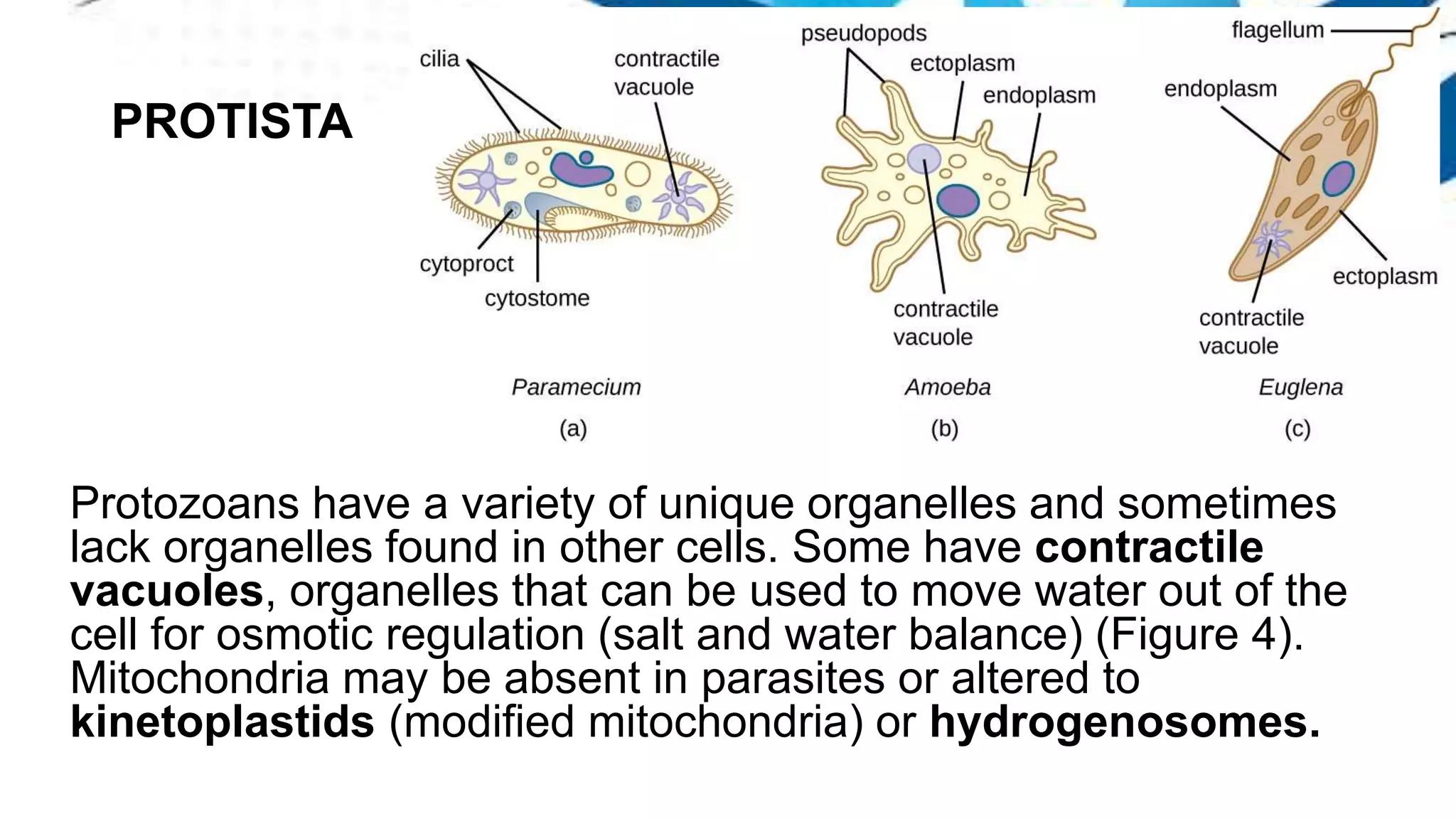 EUKARYOTIC PARASITES.pptx