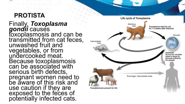 EUKARYOTIC PARASITES.pptx | Geography | Science