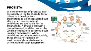 EUKARYOTIC PARASITES.pptx