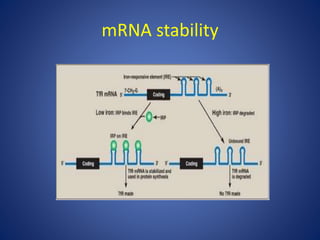 Eukaryotic regulation | PPT