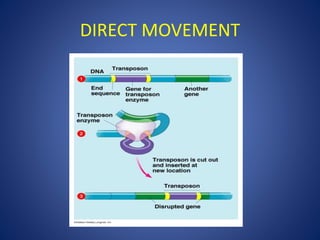 Eukaryotic regulation | PPT