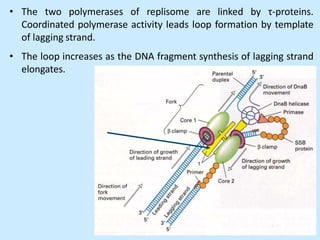 Eukaryotic replication | PPTX