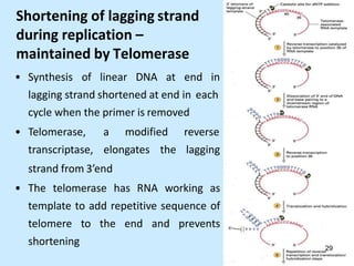 Eukaryotic replication | PPTX