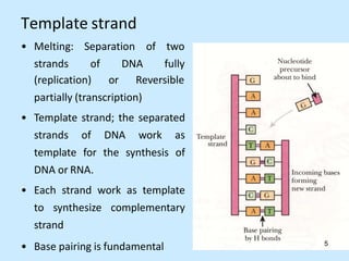 Eukaryotic replication | PPTX