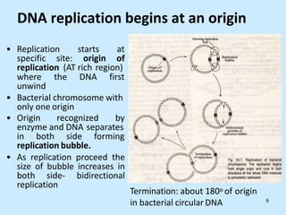 Eukaryotic replication | PPTX