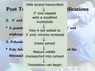Eukaryotic transcription | PPTX