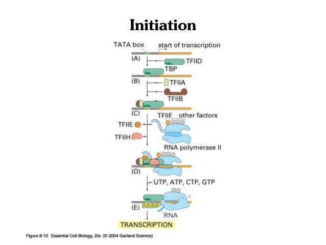 Eukaryotic transcription