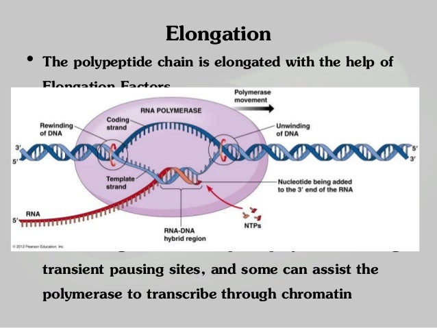 Eukaryotic transcription