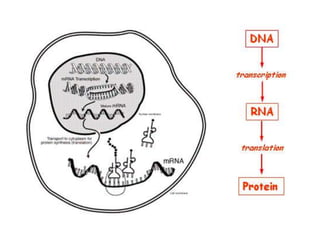 Eukaryotic transcription | PPTX | Biological Sciences | Science