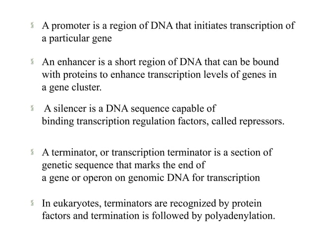 Eukaryotic transcription | PPT