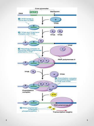 Eukaryotic Transcription Steps