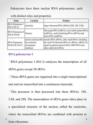 Eukaryotic Rna Polymerase