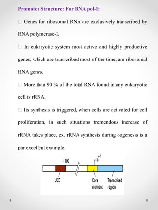 Eukaryotic Transcription Steps