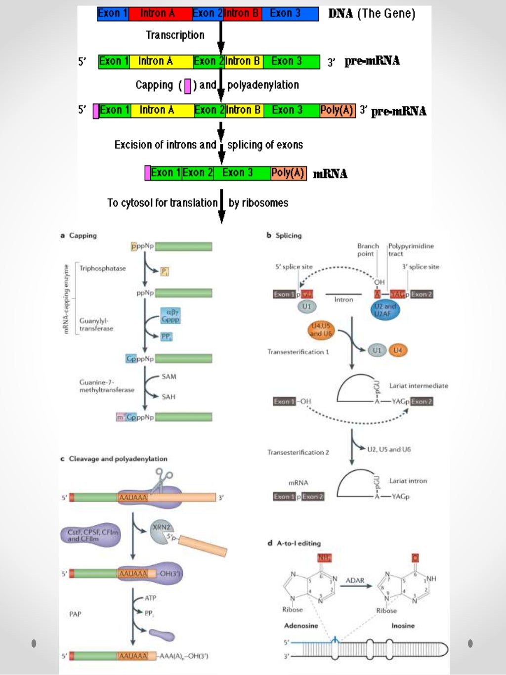 Eukaryotic transcription