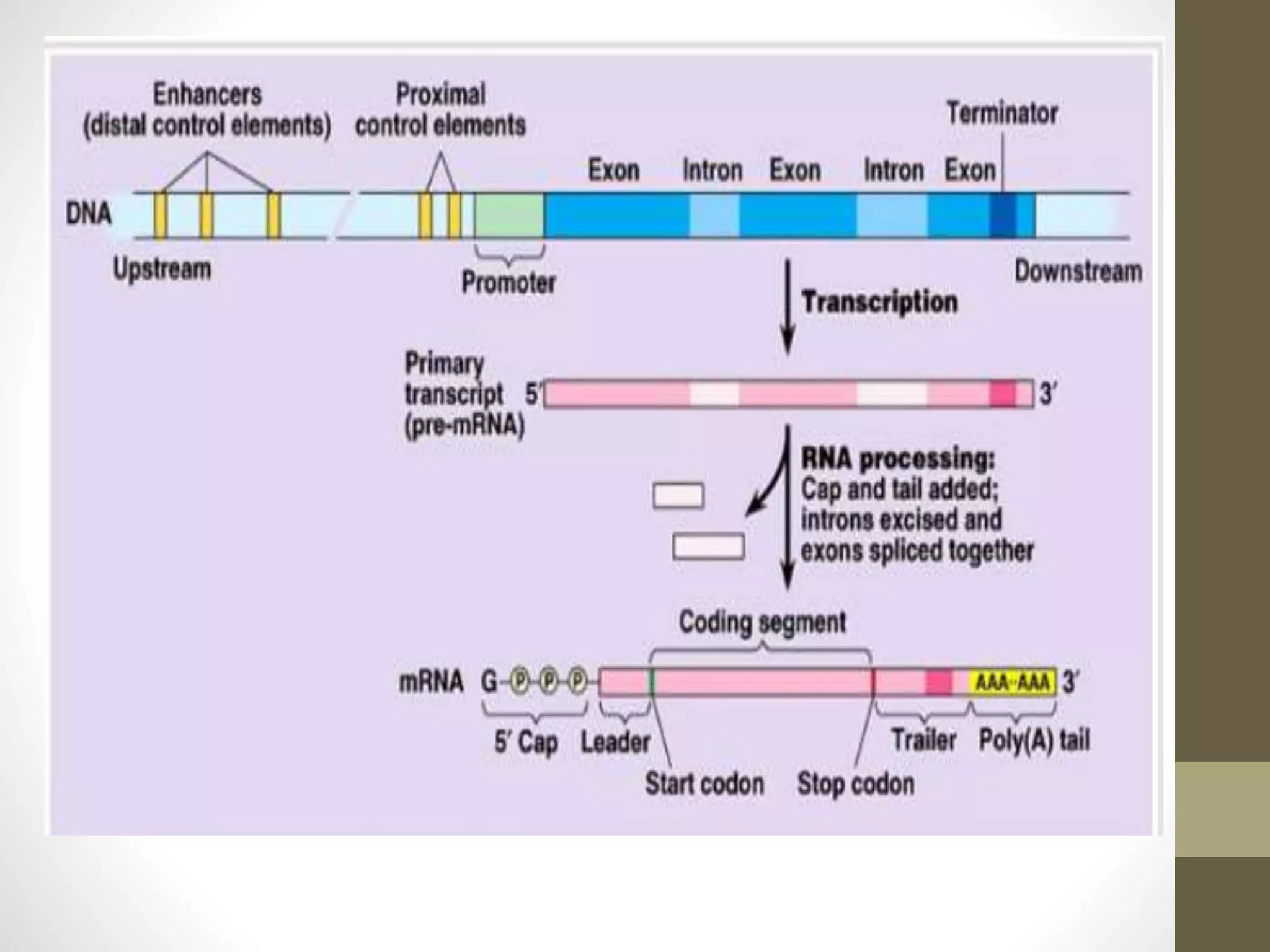 EUKARYOTIC TRANSCRIPTION.pptx