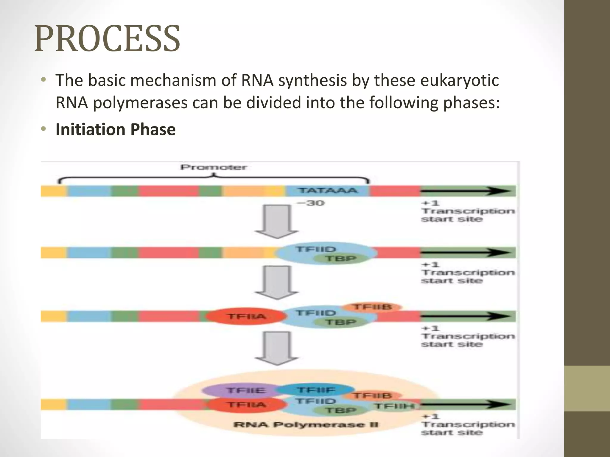 EUKARYOTIC TRANSCRIPTION.pptx
