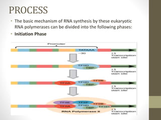 EUKARYOTIC TRANSCRIPTION.pptx