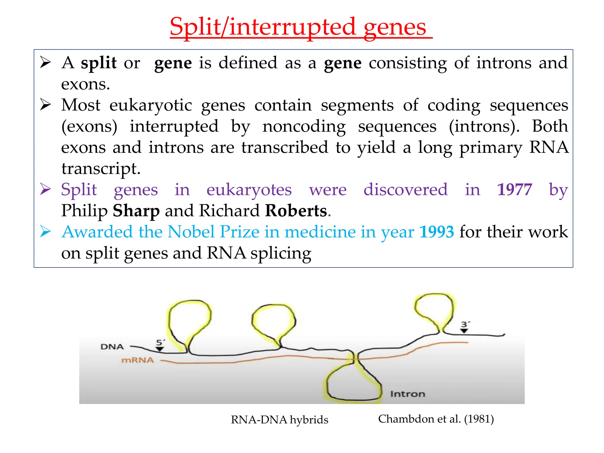 Eukaryotic Transcription Presentation.pptx