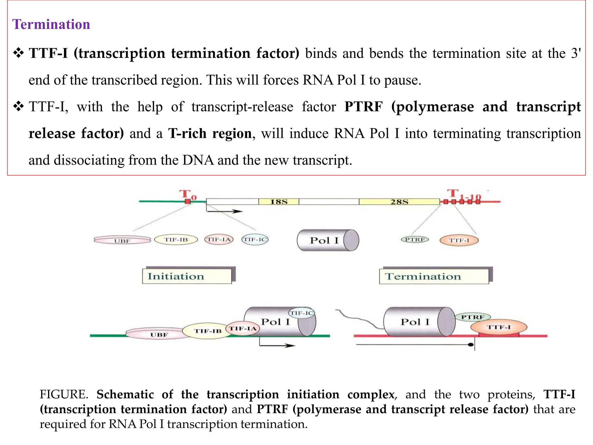 Eukaryotic Transcription Presentation.pptx