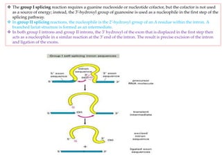 Eukaryotic Transcription Presentation.pptx