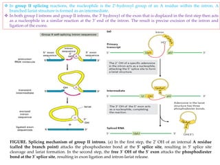Eukaryotic Transcription Presentation.pptx