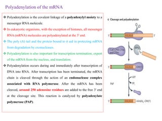Eukaryotic Transcription Presentation.pptx