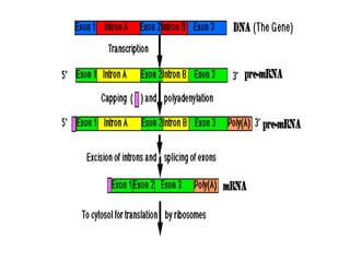 Eukaryotic Transcription Presentation.pptx
