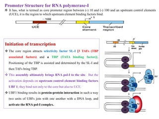 Eukaryotic Transcription Presentation.pptx