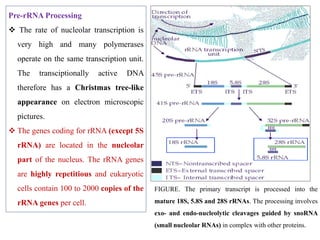 Eukaryotic Transcription Presentation.pptx
