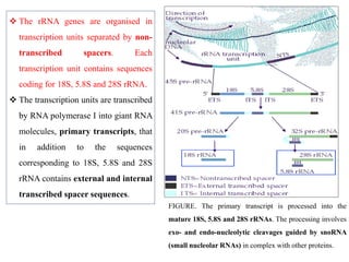 Eukaryotic Transcription Presentation.pptx