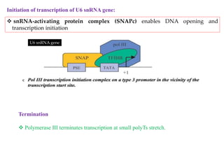 Eukaryotic Transcription Presentation.pptx