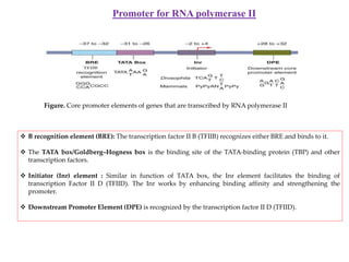 Eukaryotic Transcription Presentation.pptx