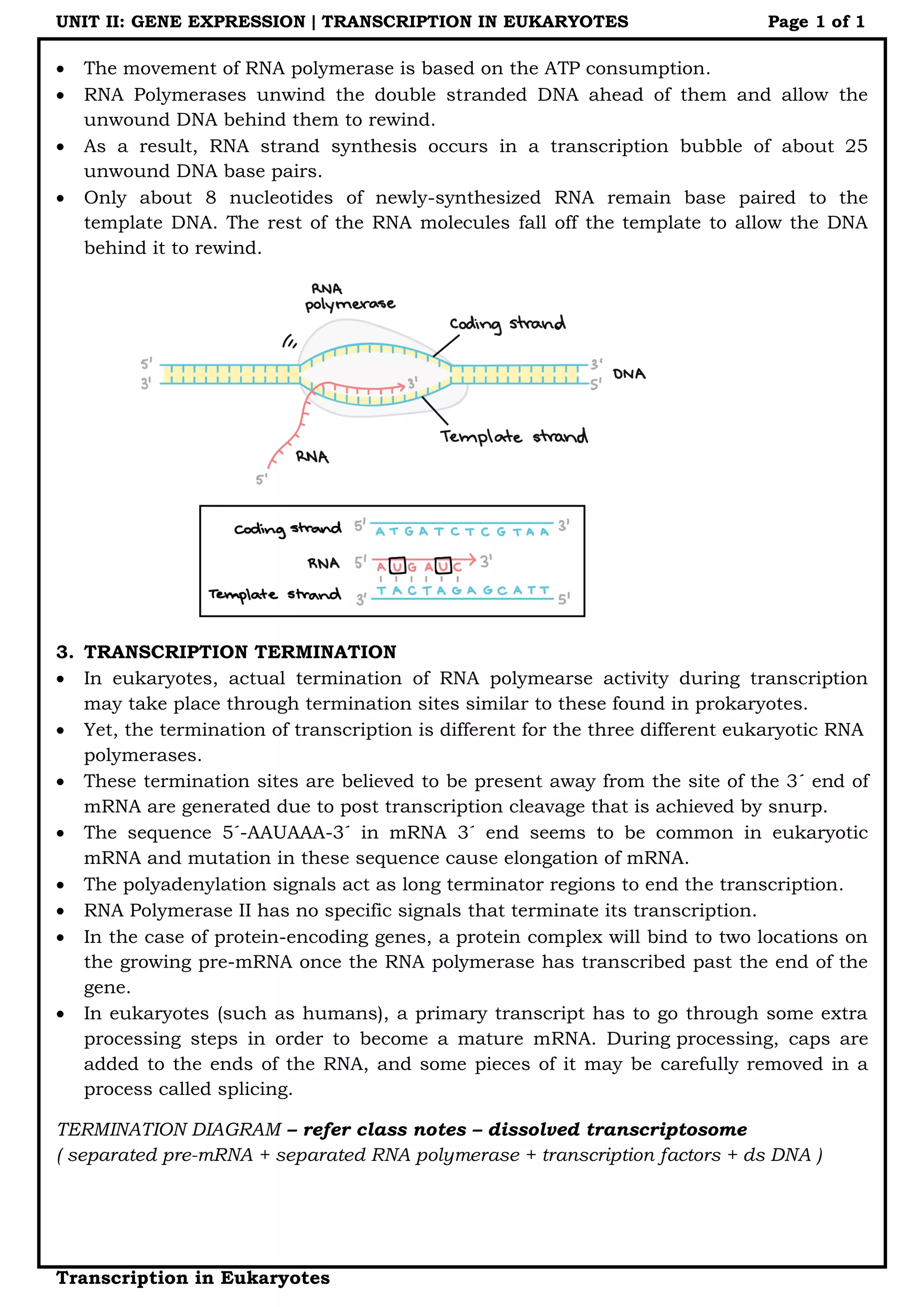 Eukaryotic transcription | PDF
