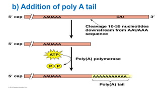 Eukaryotic transcription 2 | PPT