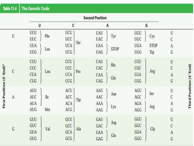 Eukaryotic translation | PPTX | Programming Languages | Computing