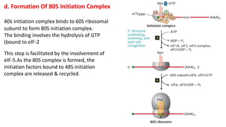eukaryotic translation.pptx