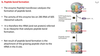 eukaryotic translation.pptx