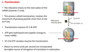 eukaryotic translation.pptx