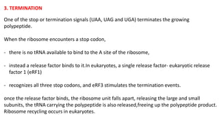 eukaryotic translation.pptx