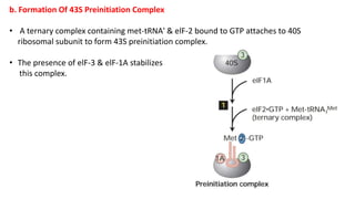eukaryotic translation.pptx