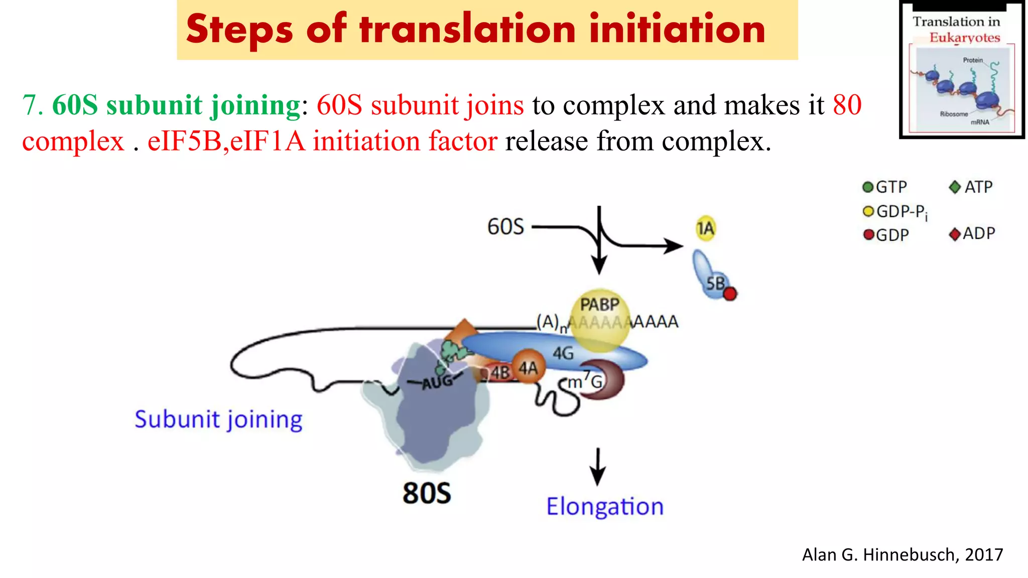 Eukaryotic translation pathway | PPTX