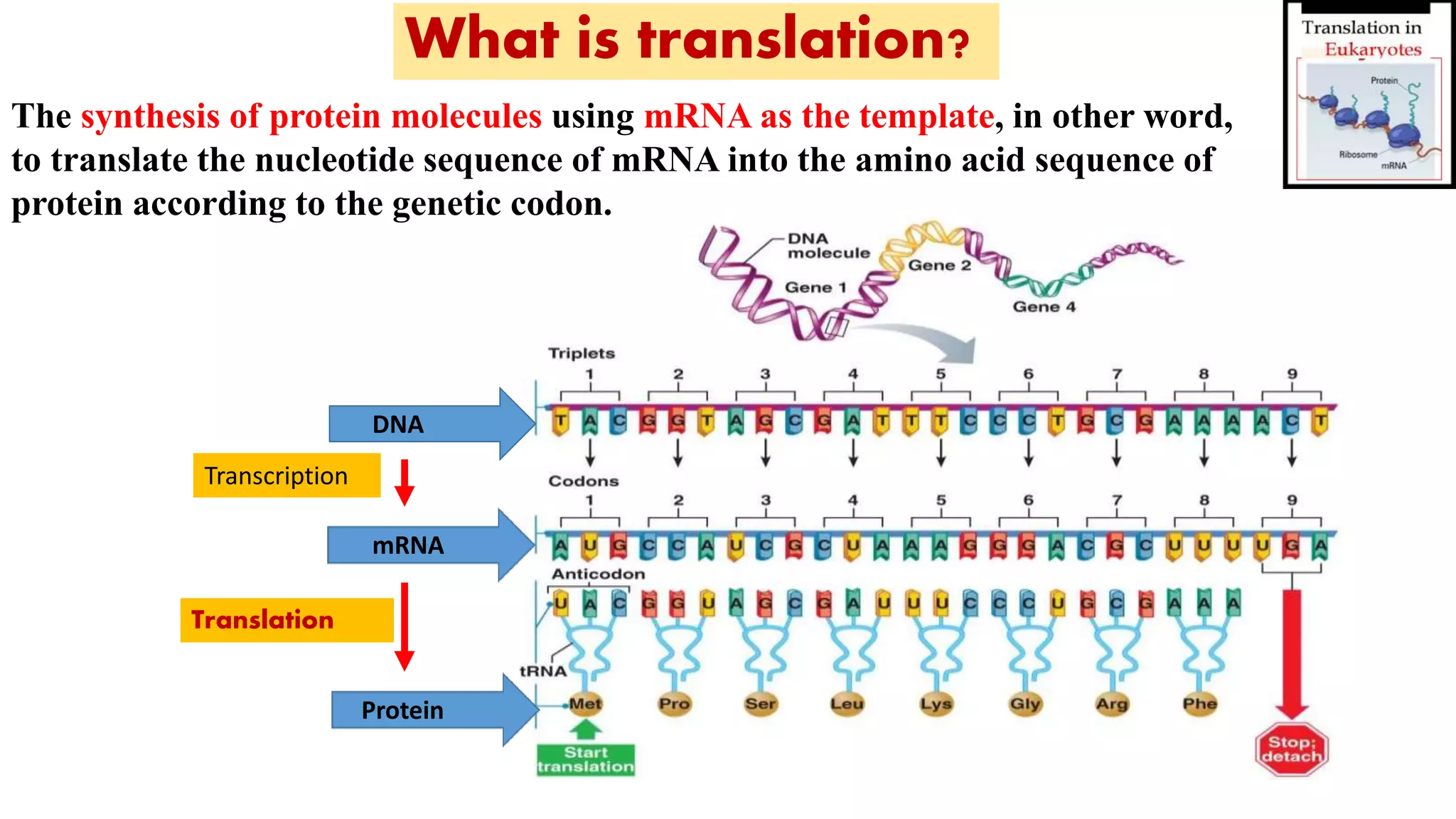 Eukaryotic translation pathway | PPTX
