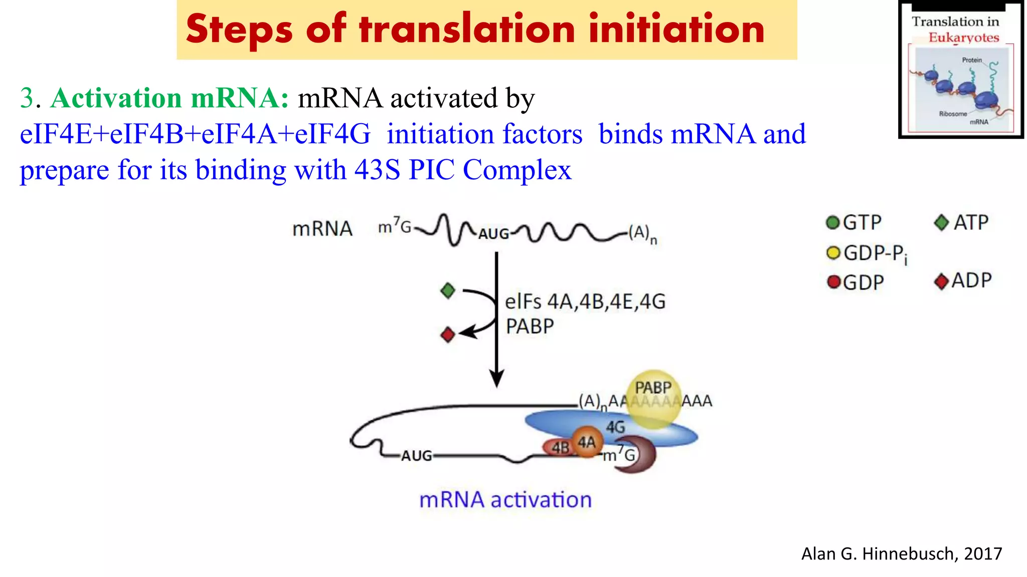 Eukaryotic translation pathway | PPTX