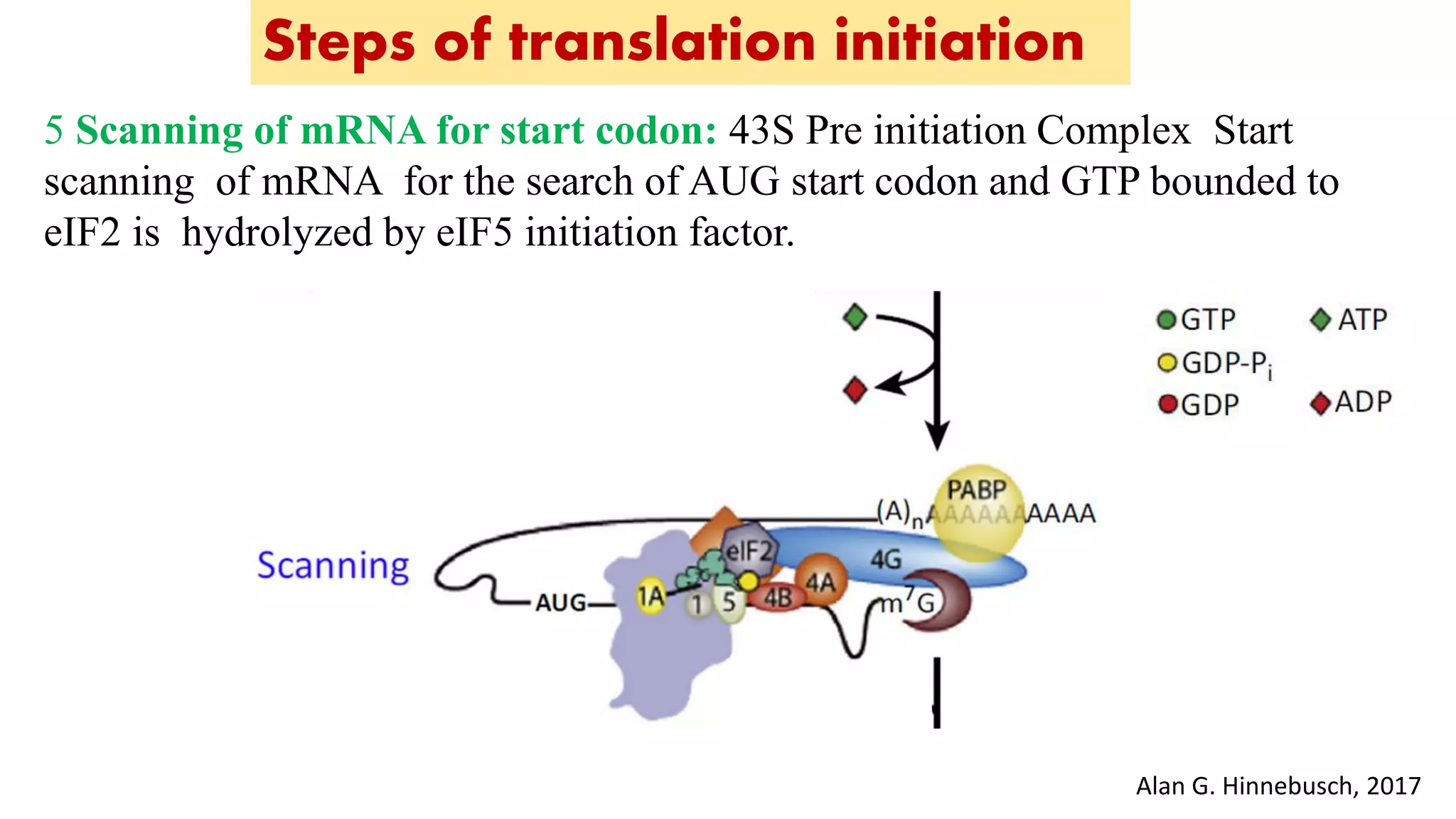 Eukaryotic translation pathway | PPTX