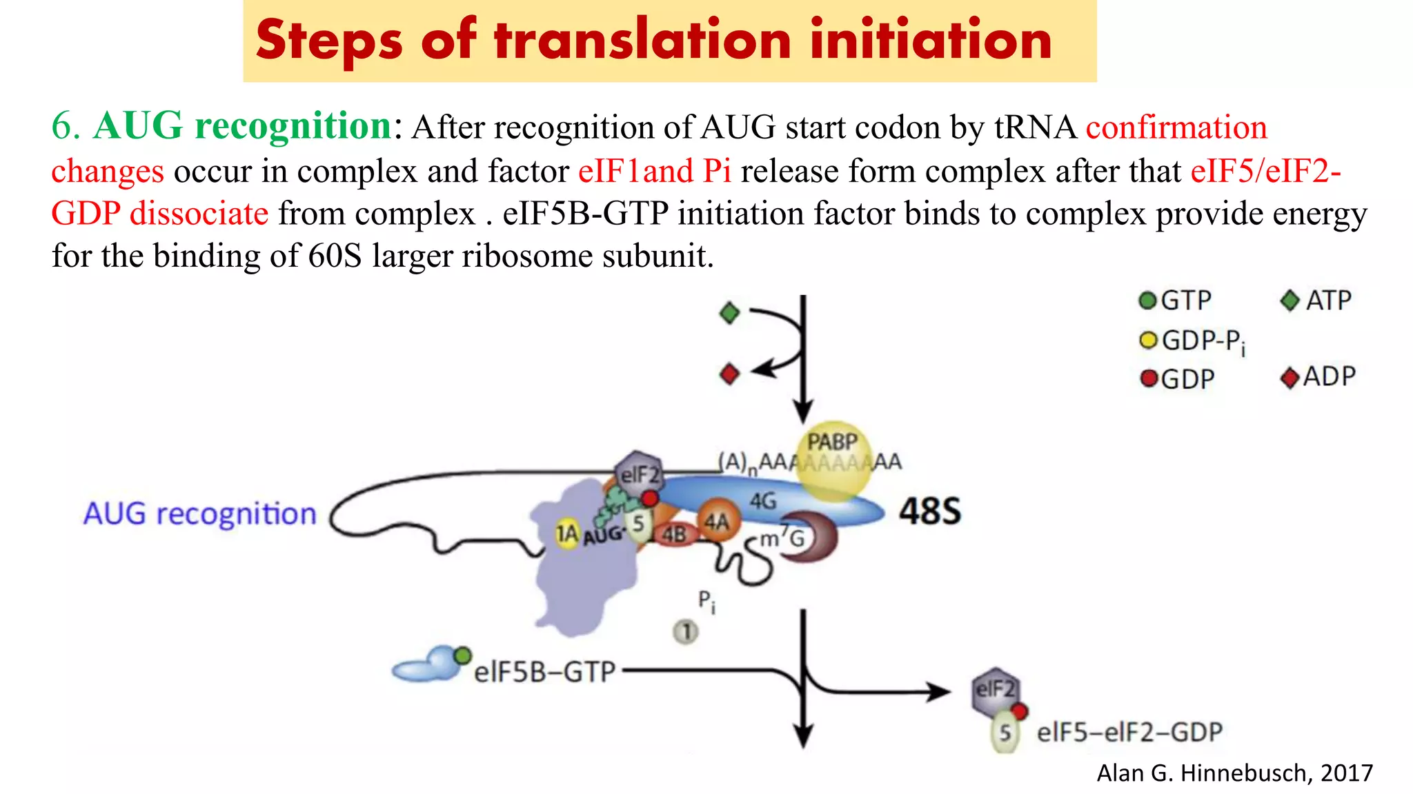 Eukaryotic translation pathway | PPTX