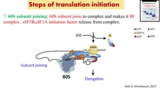 Eukaryotic translation pathway | PPTX